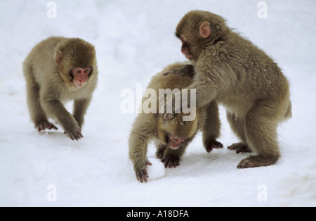 Japanese macaque snow monkey with snowball Jigokudani Japan Stock Photo ...