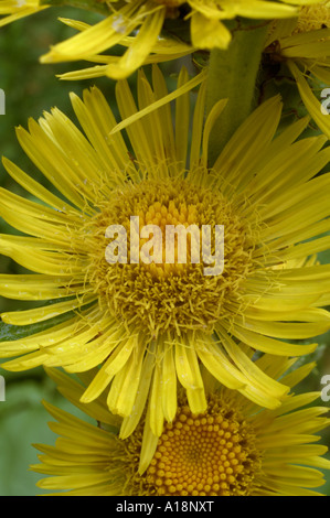Flowering elecampane, Inula helenium, close-up Stock Photo - Alamy