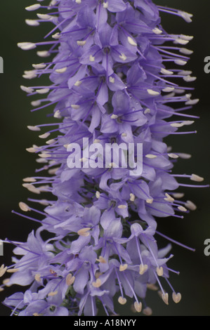 Long Leaf Speedwell (Veronica longifolia Stock Photo - Alamy