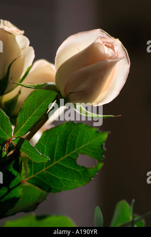 Backlit Pink Rose Stock Photo - Alamy