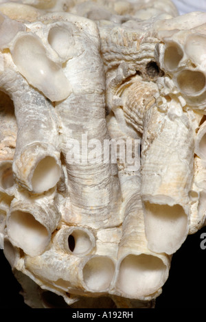 Tube worm shells ocean Stock Photo - Alamy