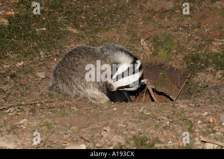 Badger scratching in the Forest of Dean Stock Photo - Alamy