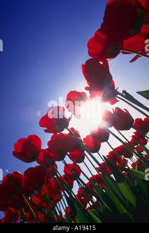 Bright red tulips in the sun at the Canadian Tulip Festival 2019 ...