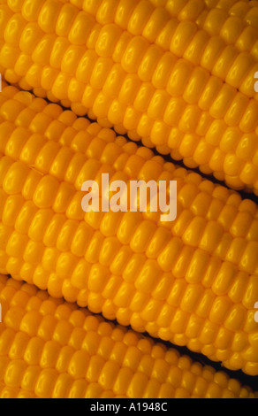 Rows of corn plants with yellow cobs on a white background close-up ...