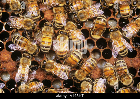 HONEYBEE larva in cells Apis mellifera Stock Photo - Alamy