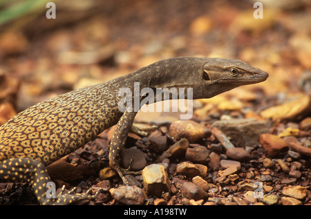 Pilbara rock monitor - Varanus pilbarensis Stock Photo - Alamy