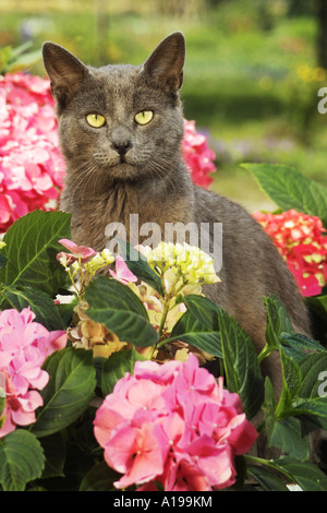 cat between Hydrangeas Stock Photo - Alamy