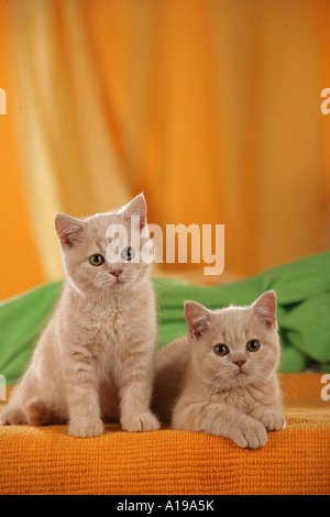 Two shorthair cats sit in a cage at 'Animal world' trade show in ...