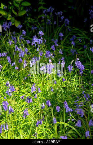 Achamore Gardens Isle of Gigha Argyll & Bute Scotland Stock Photo - Alamy