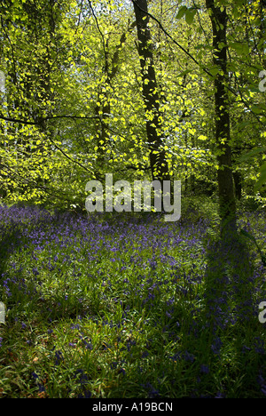 Bluebells in woods Achamore House IUsle of Gigha Argyll & Bute Scotland ...