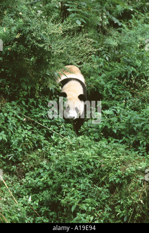 Giant Panda foraging in the bush Wolong Panda Reserve Sichuan Province ...