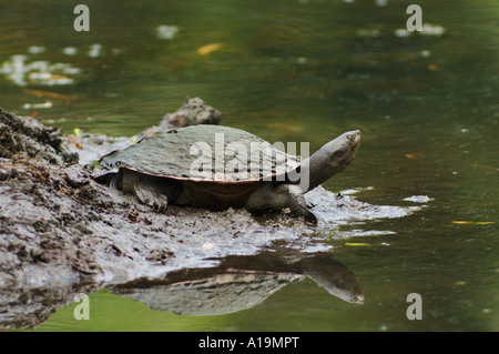 Krefft s River Turtle or Tortoise Emydura krefftii Stock Photo - Alamy