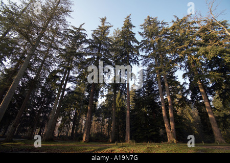 Giant Redwood tree in the New Forest on Rhinefield Road in Hampshire UK ...