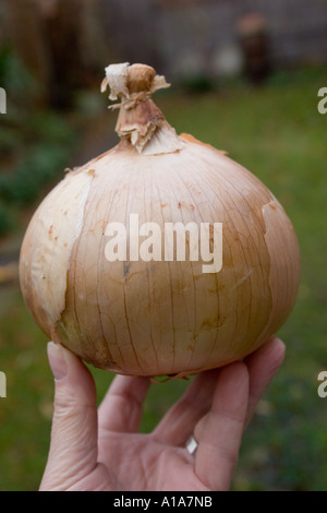Prize winning giant onion grown on an allotment Stock Photo - Alamy