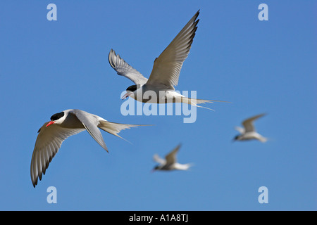 Flying Arctic Terns (Sterna paradisaea Stock Photo - Alamy