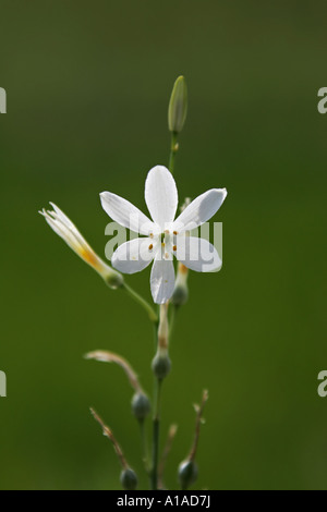 St. Bernard s Lily (Anthericum liliago) flowers Austria June Stock ...