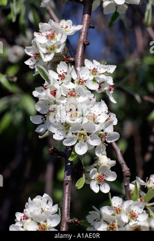 pear blossom, pyrus salicifolia, pear blossoms, weeping pear, willow ...