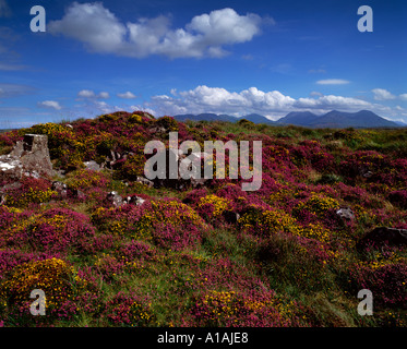 Wild flowers and Heather at the Roundstone Bog, County Galway,Ireland ...