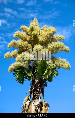 A Talipot Palm Corypha umbraculifera with large gold blossoms in Rio De ...