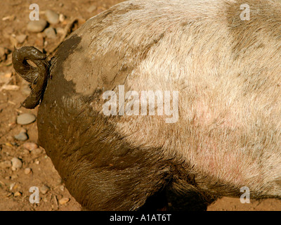 A pig tail that is covered in mud Stock Photo - Alamy