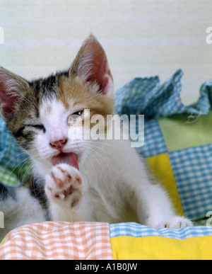 A black and white kitten cleaning itself Stock Photo - Alamy
