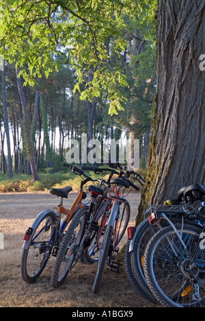 Bikes leaning against a tree Stock Photo - Alamy