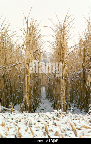 Early winter snow covers corn field half harvested northern Minnesota ...