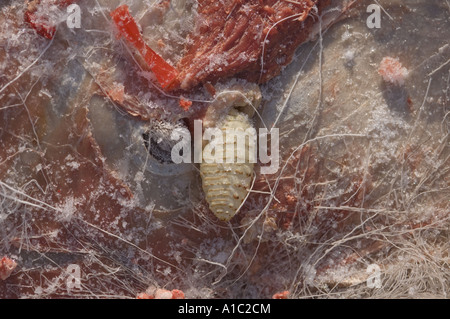 warble fly Hypoderma lineatum or bovis larvae nestled in the skin of a ...