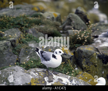 A close-up of common kittiwake (Rissa tridactyla) flying Stock Photo ...