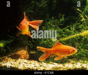Carassius auratus auratus, goldfish, common carp, fantail Stock Photo ...