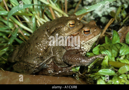 Couple of Common toads / European toads (Bufo bufo) in amplexus mating ...
