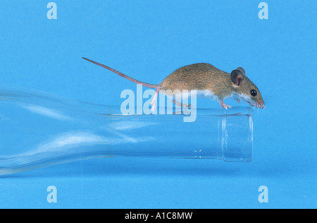 African pygmy mouse (Mus minutoides), on eggs Stock Photo - Alamy