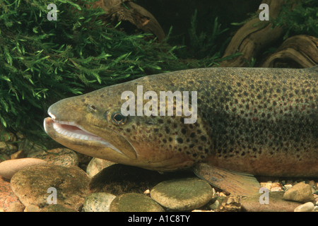 Brown trout, Salmo trutta 1, endangered huchen or Danube salmon, Hucho ...