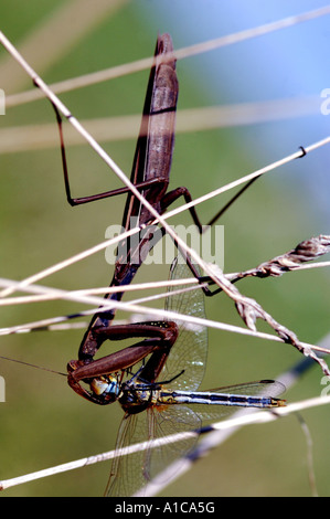 Praying mantis feeding on dragonfly. Hierodula.sp habitat in Malaysia ...
