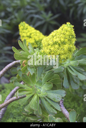 Aeonium arboreum flowering in a Southern California garden , USA. also ...