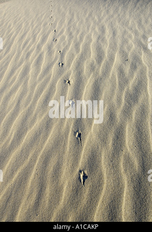 Ripples in sand remain after tide has receded Stock Photo - Alamy