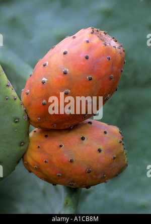 Indian prickly pear fruits. Family of cactus Stock Photo - Alamy