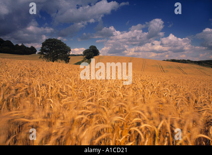Wheat field in England Stock Photo - Alamy