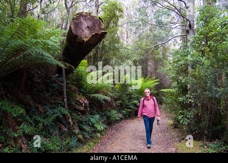 Bushwalking in rainforest on the Pipeline Track on kunanyi/Mount ...