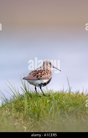 Dunlin in breeding plumage, Fetlar, Shetland Islands, Scotland Stock ...