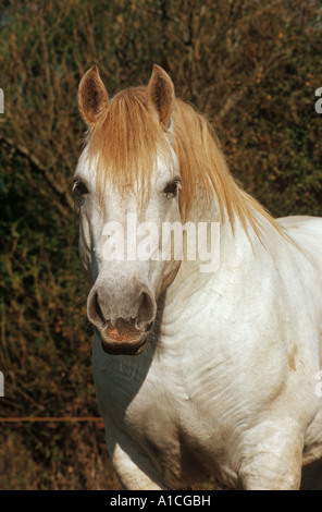 Percheron - portrait Stock Photo - Alamy