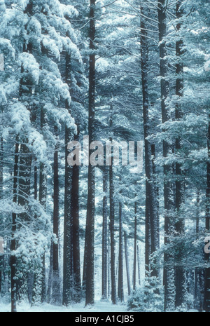 Snow covered pines - beautiful tall forests along rural roads Stock ...