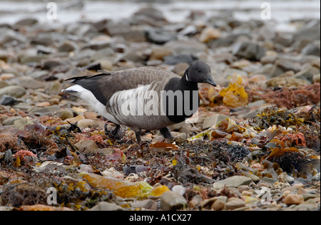 A pale-bellied Brent Goose (Branta bernicla hrota) in flight against a ...