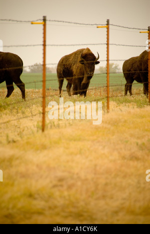 Buffalo ranch on Midwest Stock Photo - Alamy