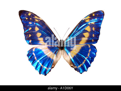 Morpho cypris, blue morpho butterfly Stock Photo - Alamy