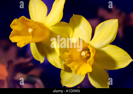 Daffodil yellow flower macro, jonquil spring flower growing in private ...
