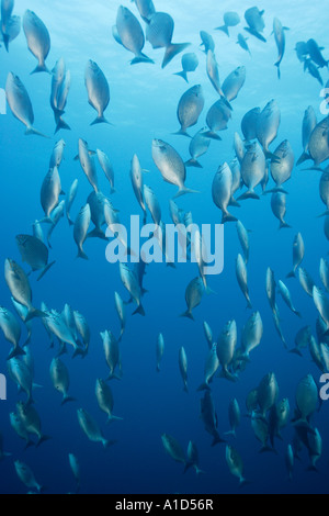 tropical fish school Blue bronze chub Kyphosus analogus Rocas Alijos ...