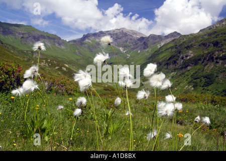 Landscape of the French Alps in summer. Mont Blanc Massif. France Stock ...