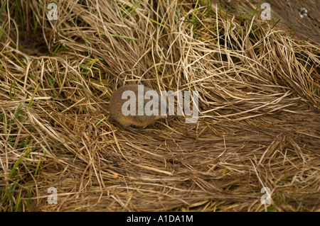 brown lemming Lemmus sibiricus outside the village of Point Barrow ...