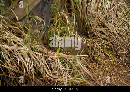 brown lemming Lemmus sibiricus outside the village of Point Barrow ...